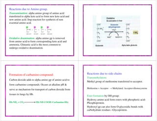 Amino acids and protein | PDF