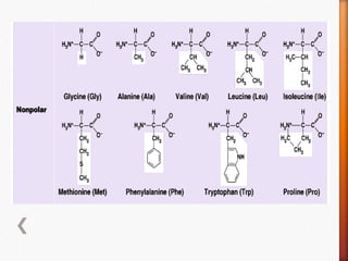 Amino acids and protein.ppt
