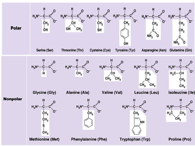 Amino_acids_and_protein_biochemistry_ppt-1.ppt
