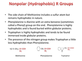Amino acids and proteins | PPTX