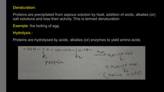 Aminoacids and proteins | PPT