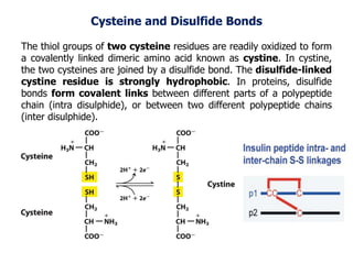 Amino acids classification and Proteins ,structure .pdf