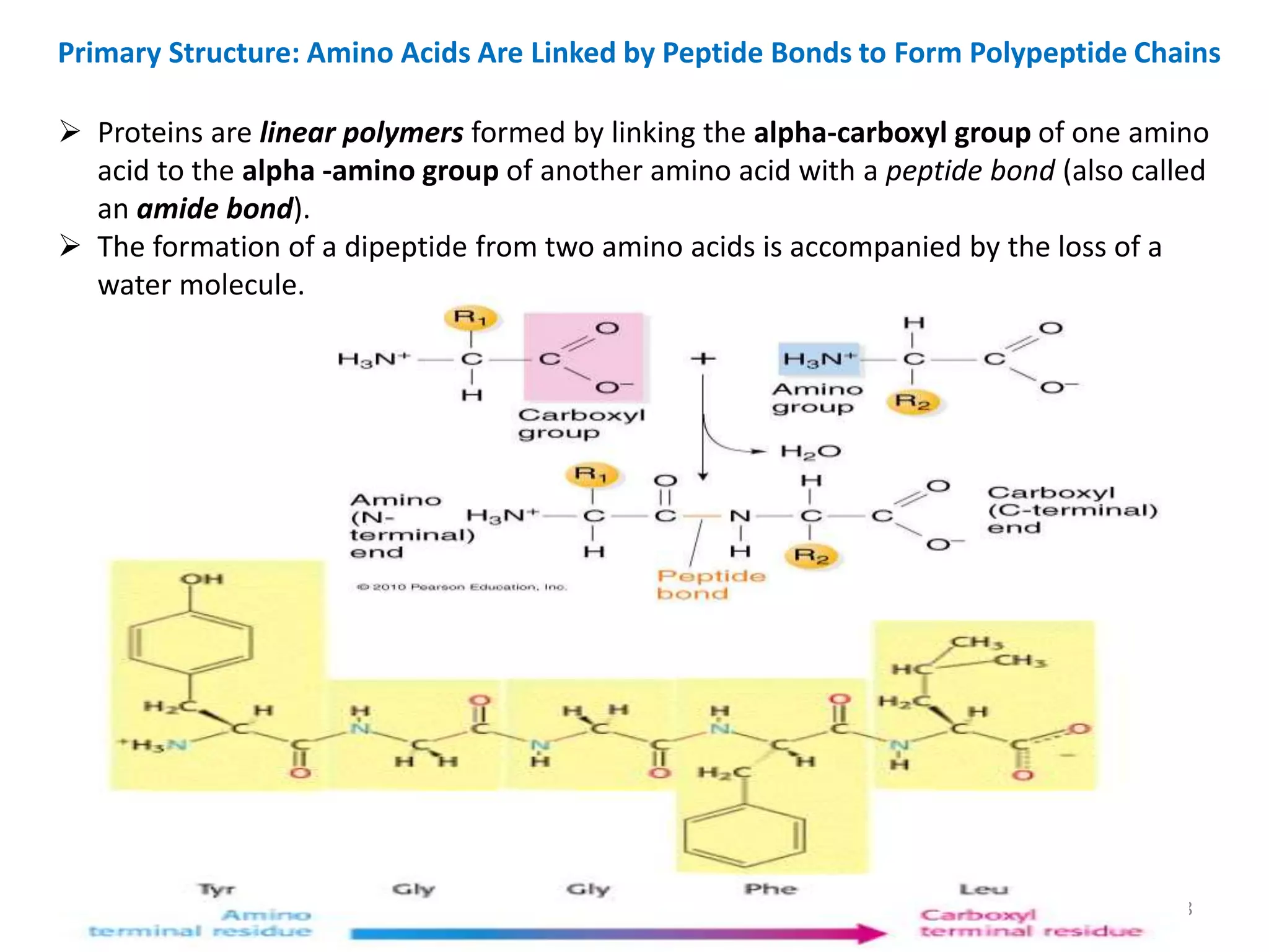 Amino acids and structure of protein.pptx