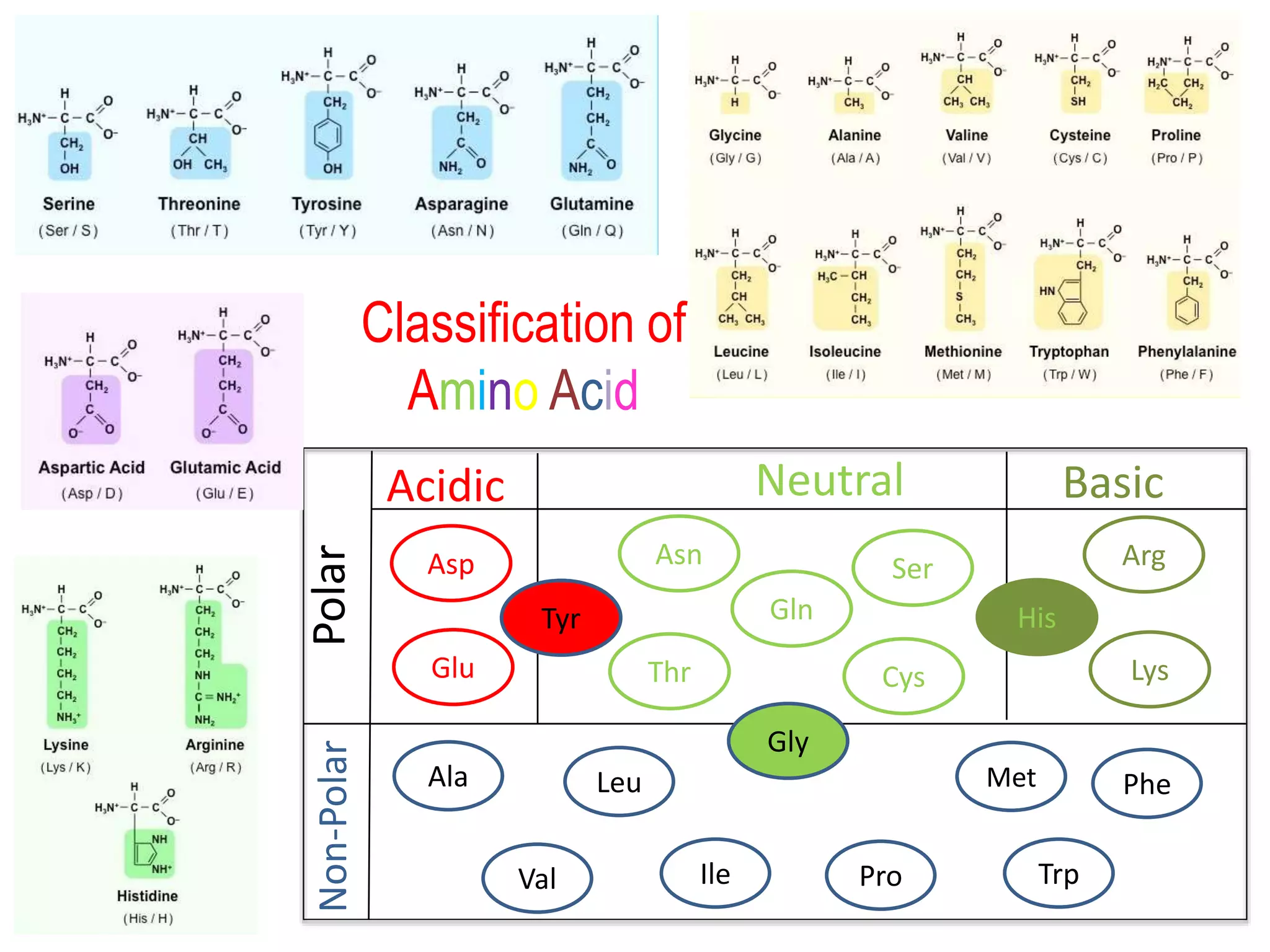 Amino Acids (building blocks of protein).pptx