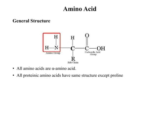 Amino Acids (building blocks of protein).pptx