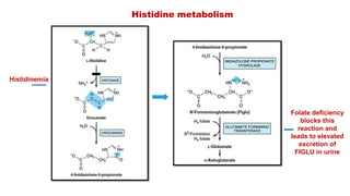 Amino acids degradation II | PPT
