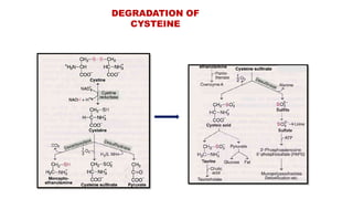 Amino acids degradation II | PPT