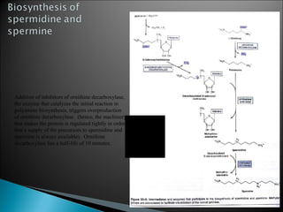 Amino acids derivetives | PPT