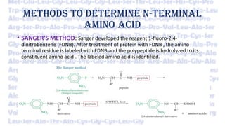 Amino acid sequencing | PPT