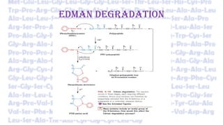 Amino acid sequencing | PPT