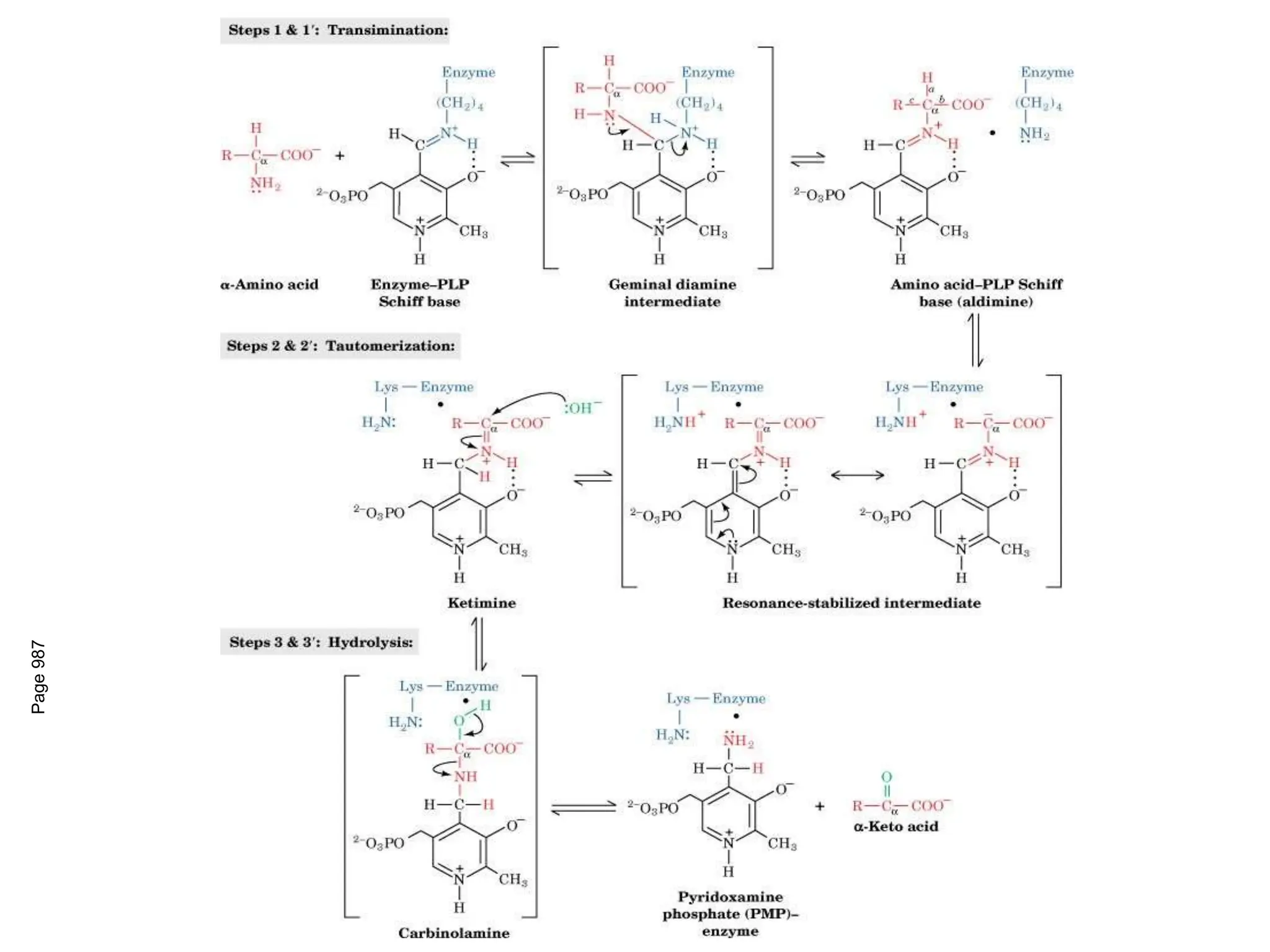 Amino acids metabolism.ppt