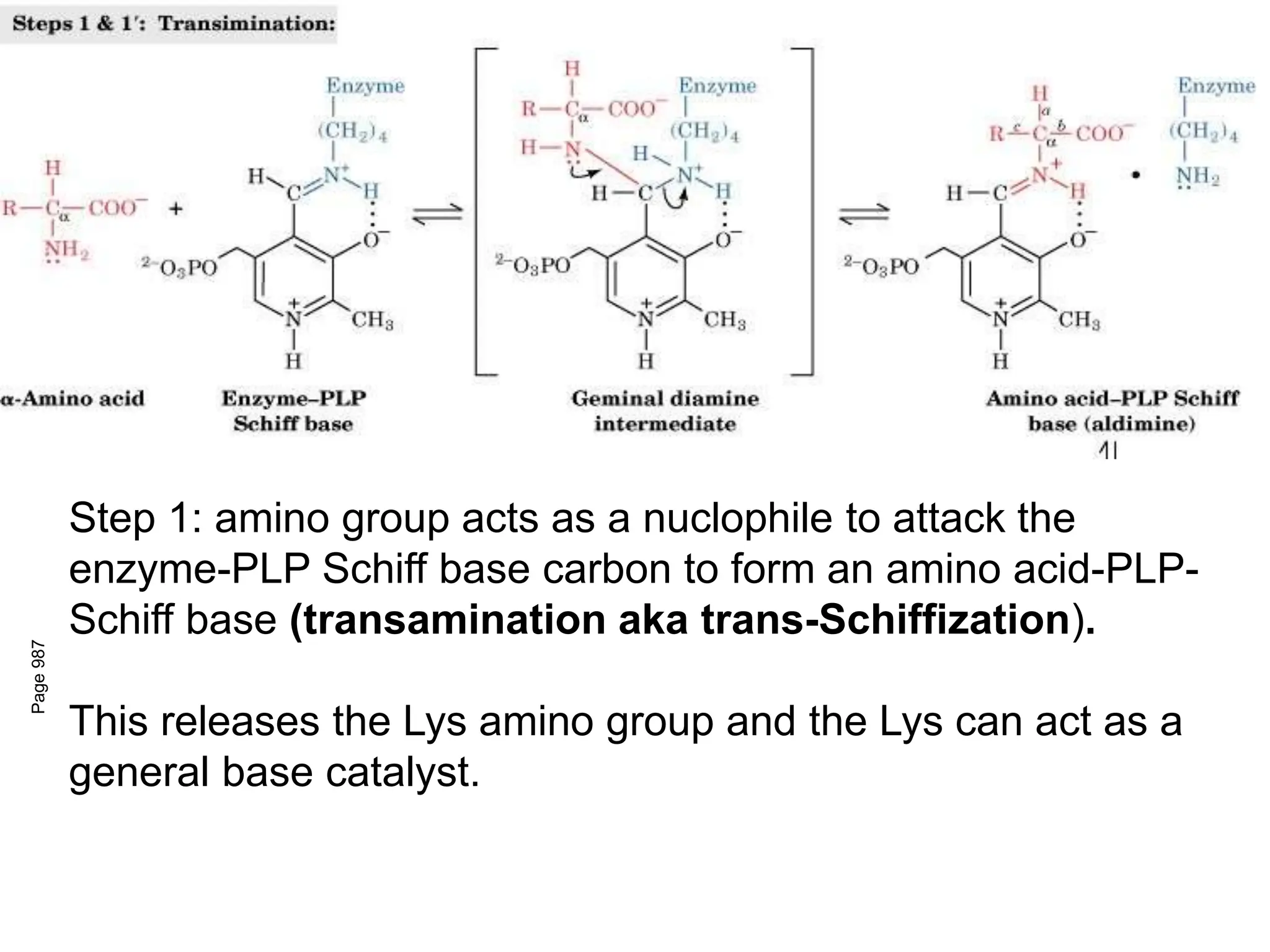 Amino acids metabolism.ppt