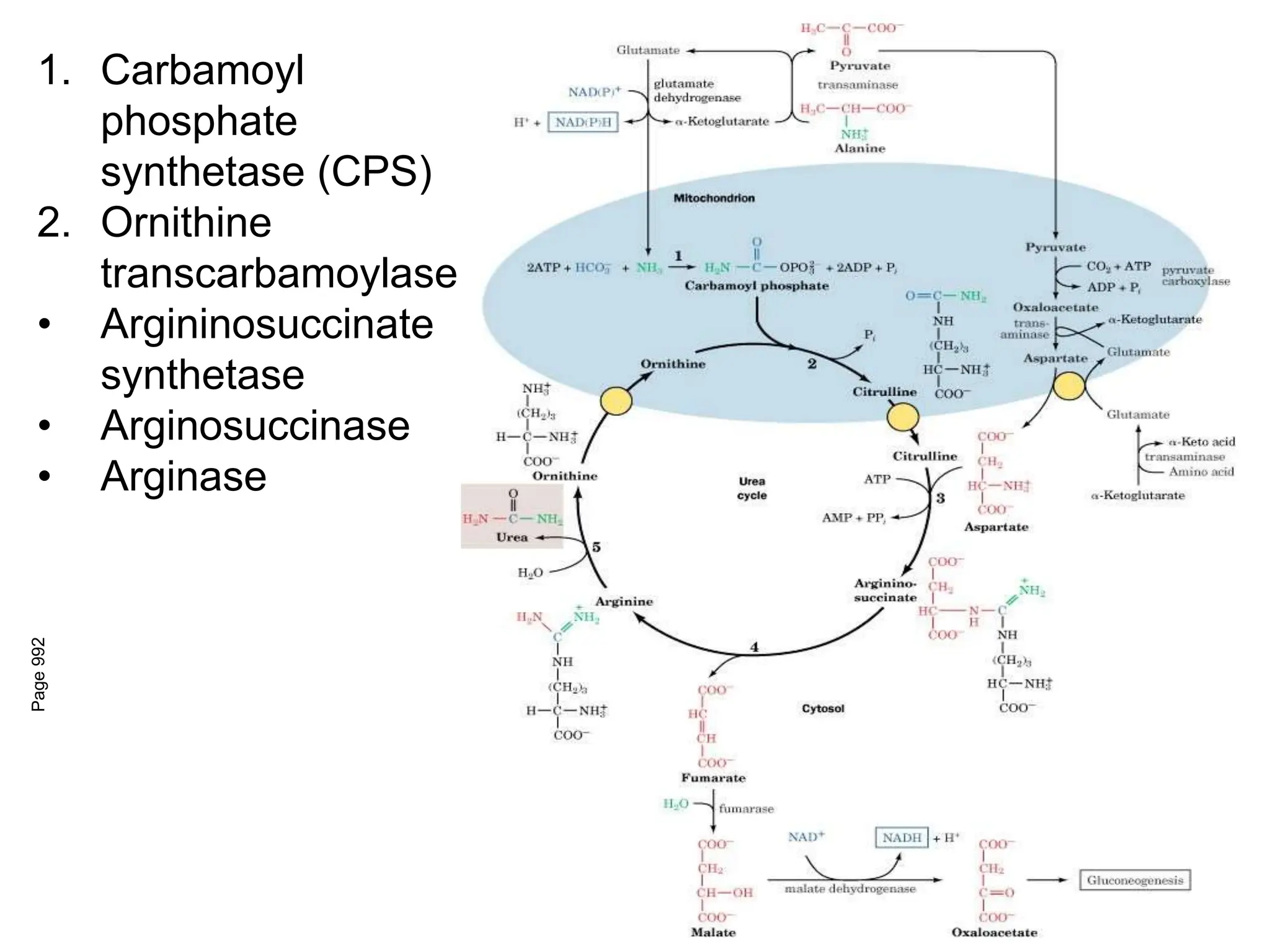 Amino acids metabolism.ppt | Chemistry | Science