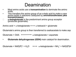 Amino acids metabolism.ppt