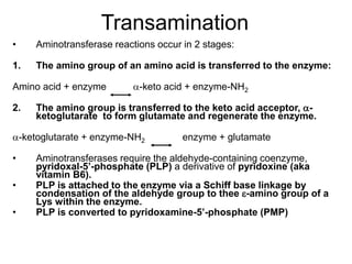 Amino acids metabolism.ppt