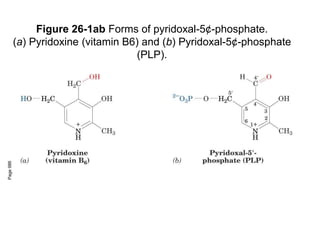 Amino acids metabolism.ppt