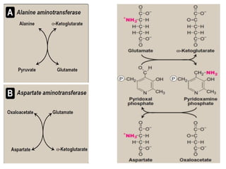 Amino acids metabolism--Disposal of Nitrogen.pptx
