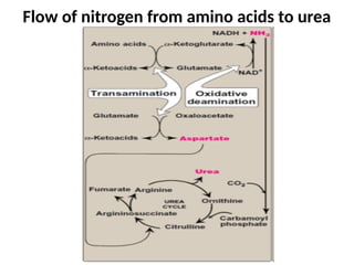 Amino acids metabolism--Disposal of Nitrogen.pptx