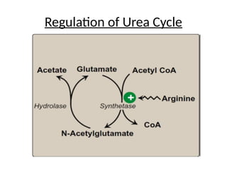 Amino acids metabolism--Disposal of Nitrogen.pptx