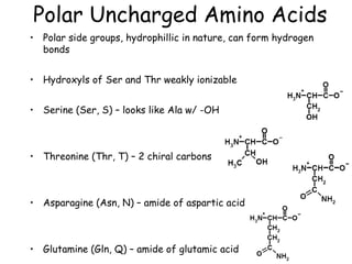 Chapter 3(part1) - Amino acids, peptides, and proteins | PPT