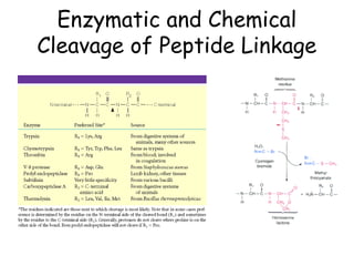 Chapter 3(part1) - Amino acids, peptides, and proteins | PPT