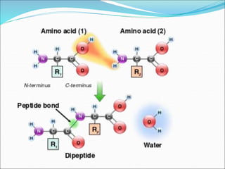 Amino Acids & Peptides (Building blocks of Proteins)).ppt