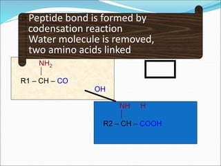 Amino Acids & Peptides (Building blocks of Proteins)).ppt