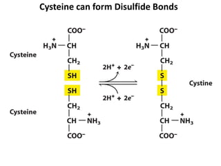 Amino acids, peptides proteins | PPTX