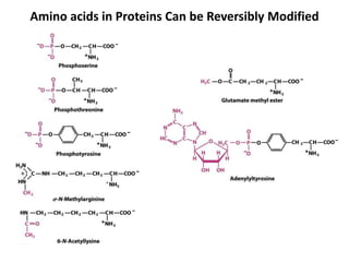 Amino acids, peptides proteins | PPTX