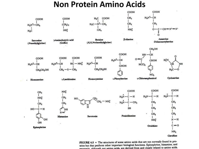 Amino acids, peptides proteins | PPTX