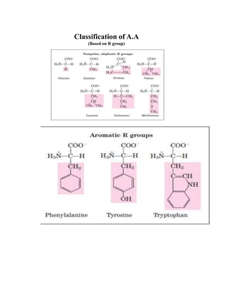 Amino acids, peptides & proteins | DOCX