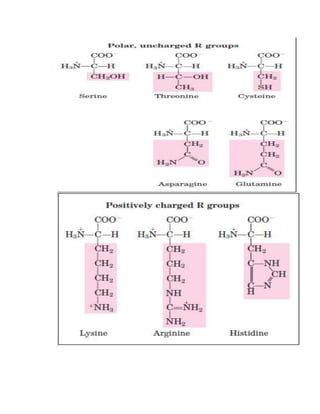 Amino acids, peptides & proteins | PDF