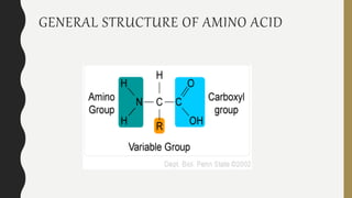 Aminoacids | PPT