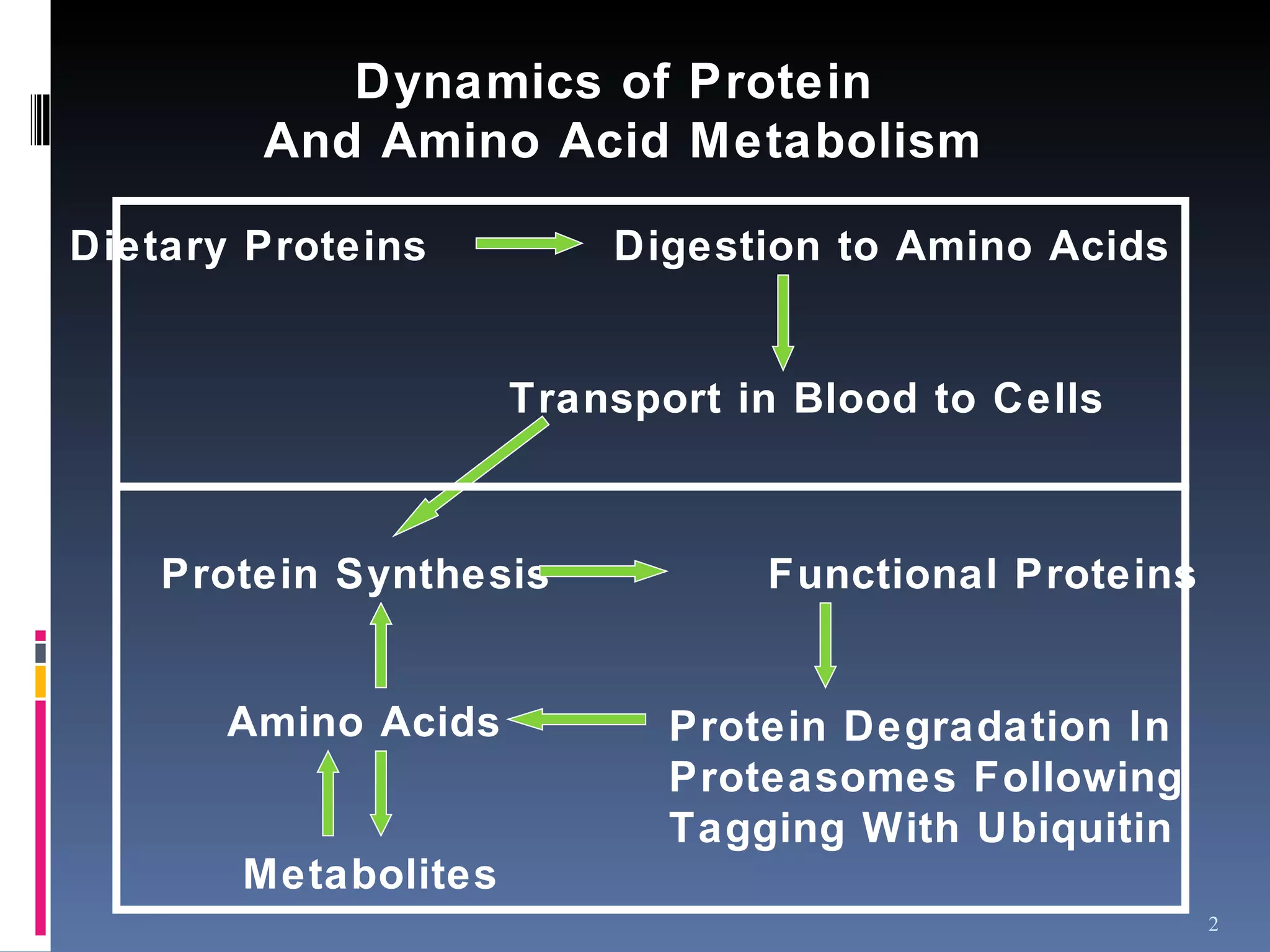 Amino acids & proteins | PPT