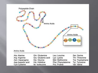 Amino Acids are the building blocks of proteins | PPTX