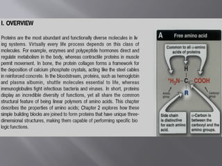 Amino Acids are the building blocks of proteins | PPTX