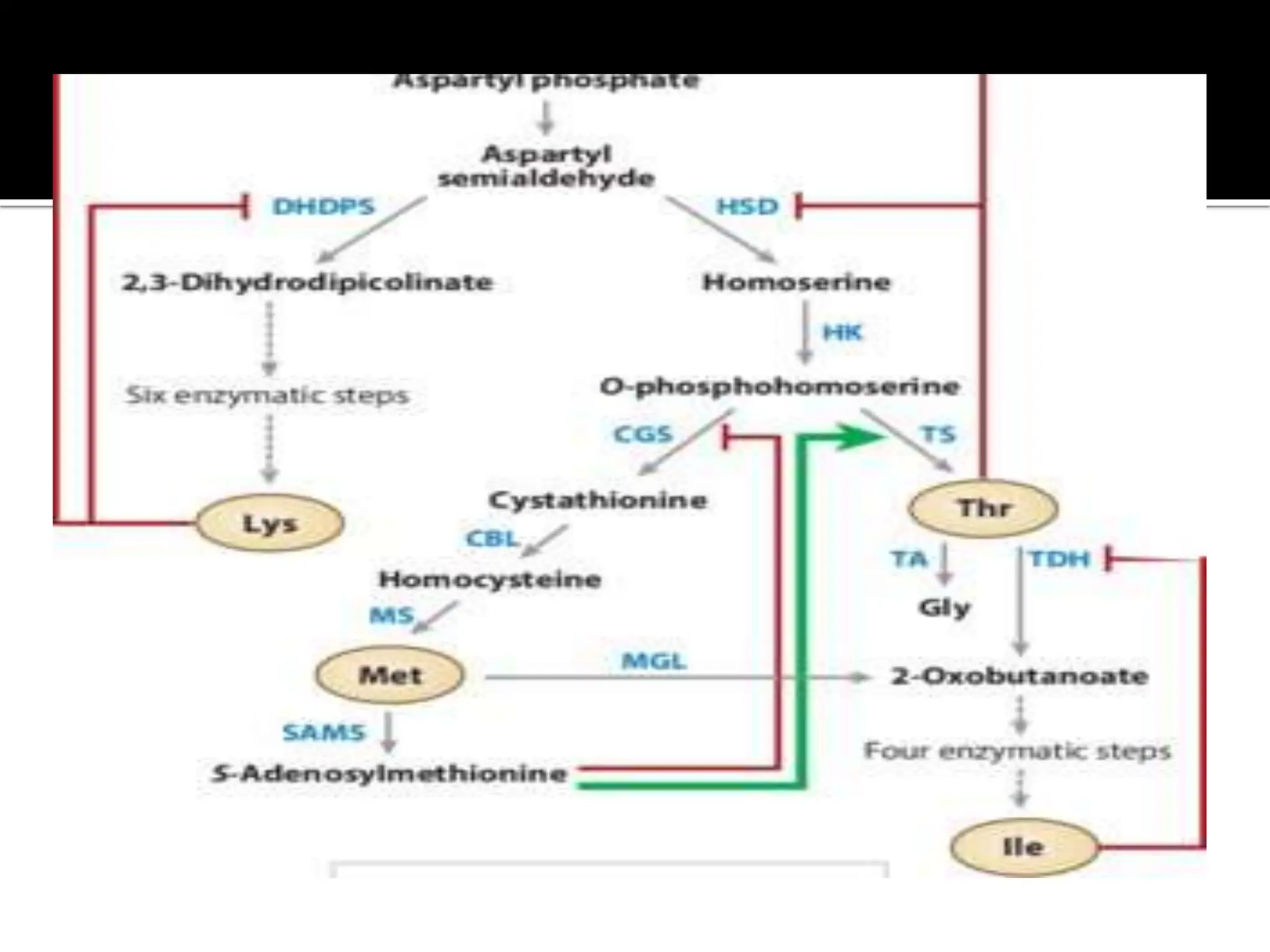 Amino acid synthesis-1.pptx