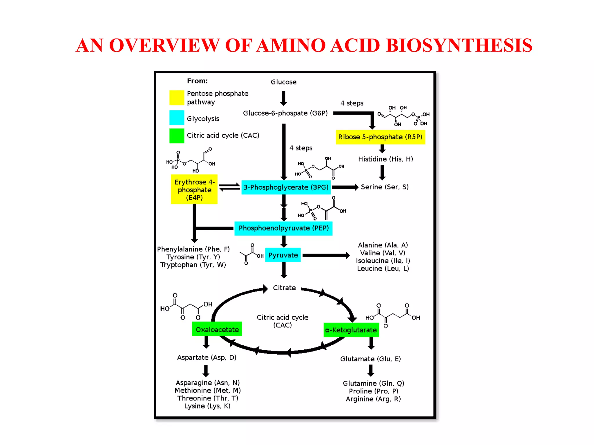 Amino acid synthesis | PPTX