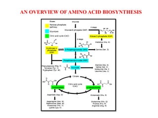Amino acid synthesis | PPTX