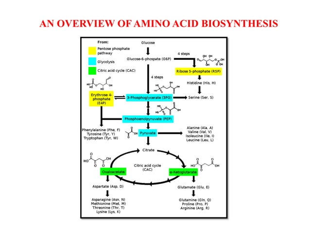 Amino acid synthesis | PPTX