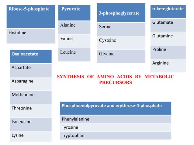 Amino acid synthesis | PPTX