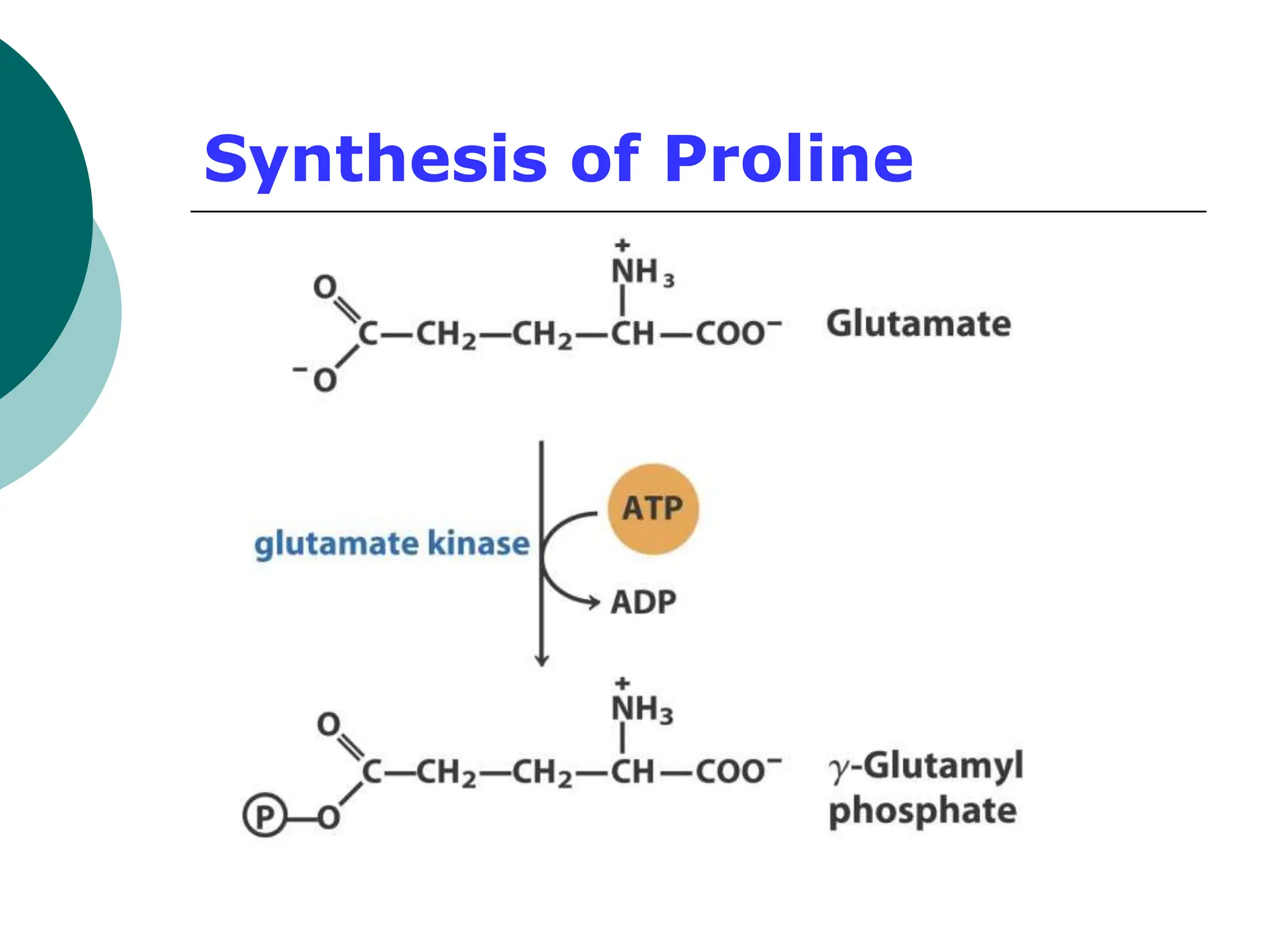 Amino acid synthesis IN living organisms | PPT