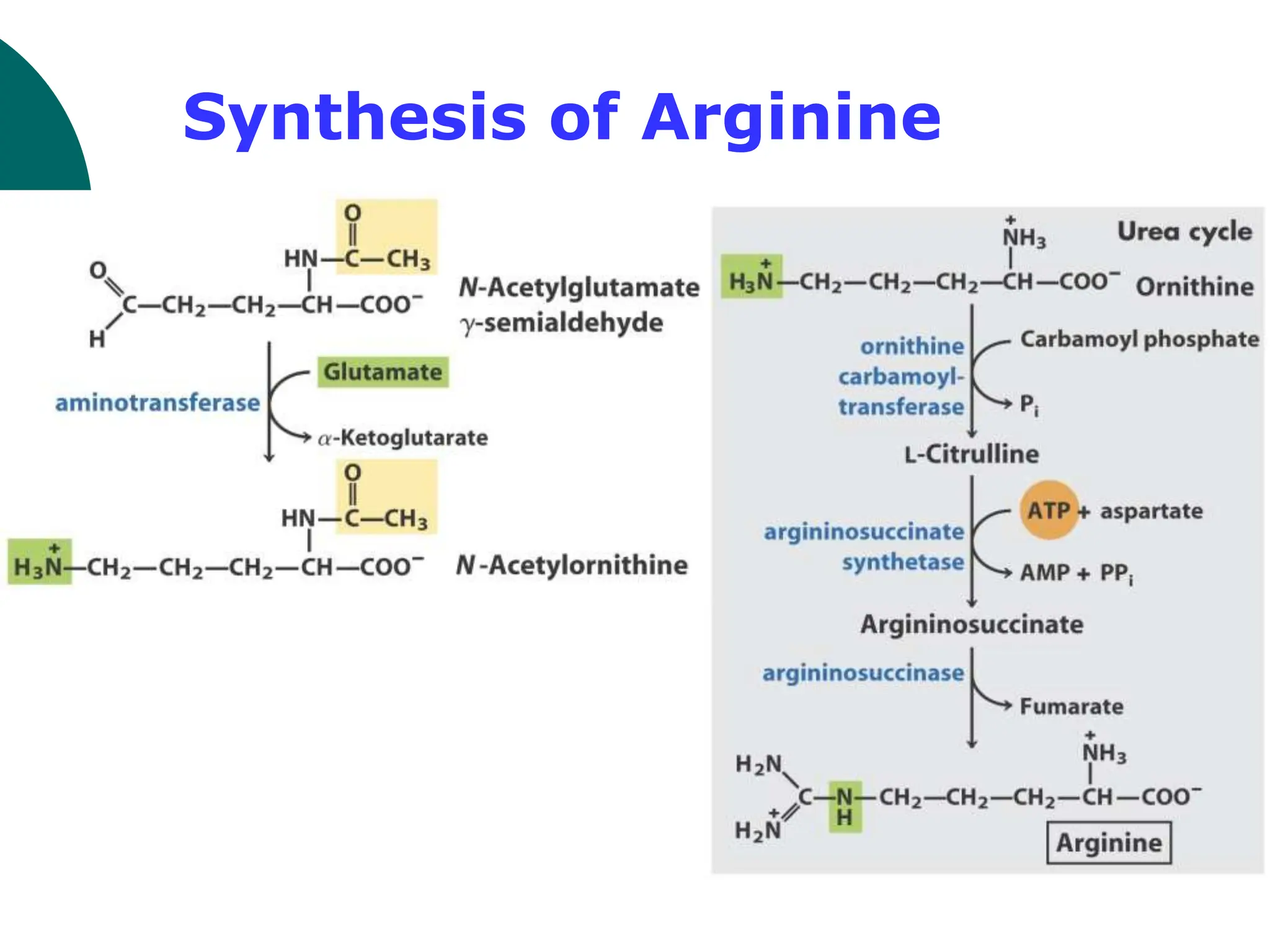 Amino acid synthesis IN living organisms | PPT
