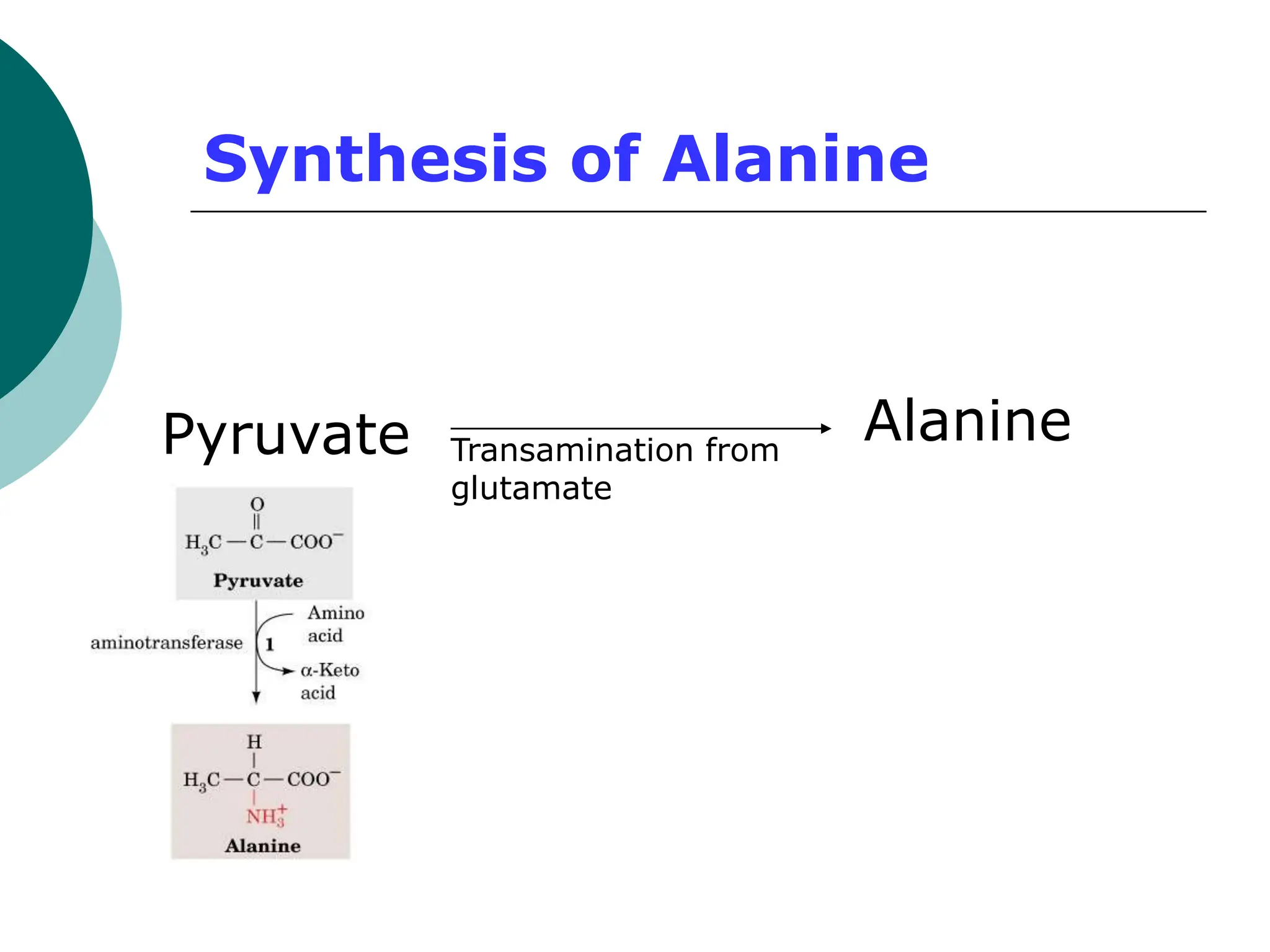 Amino acid synthesis IN living organisms | PPT
