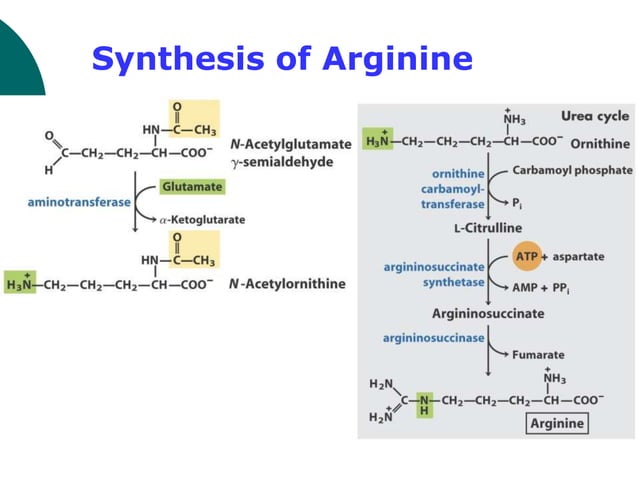 Amino acid synthesis IN living organisms | PPT | Chemistry | Science