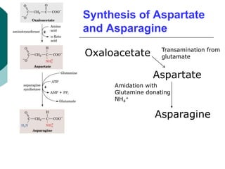 Amino acid synthesis IN living organisms | PPT | Chemistry | Science