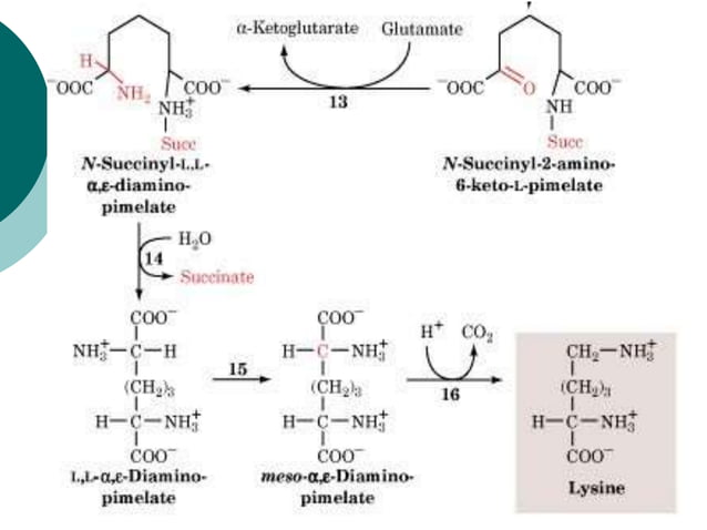 Amino acid synthesis IN living organisms | PPT | Chemistry | Science