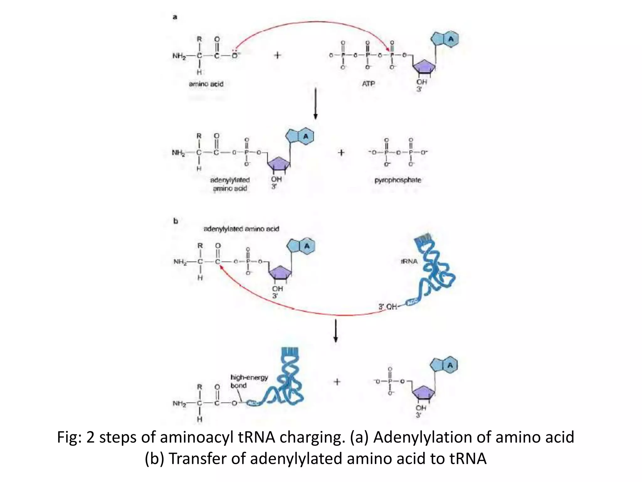 Aminoacyl tRNA synthetase | PPTX
