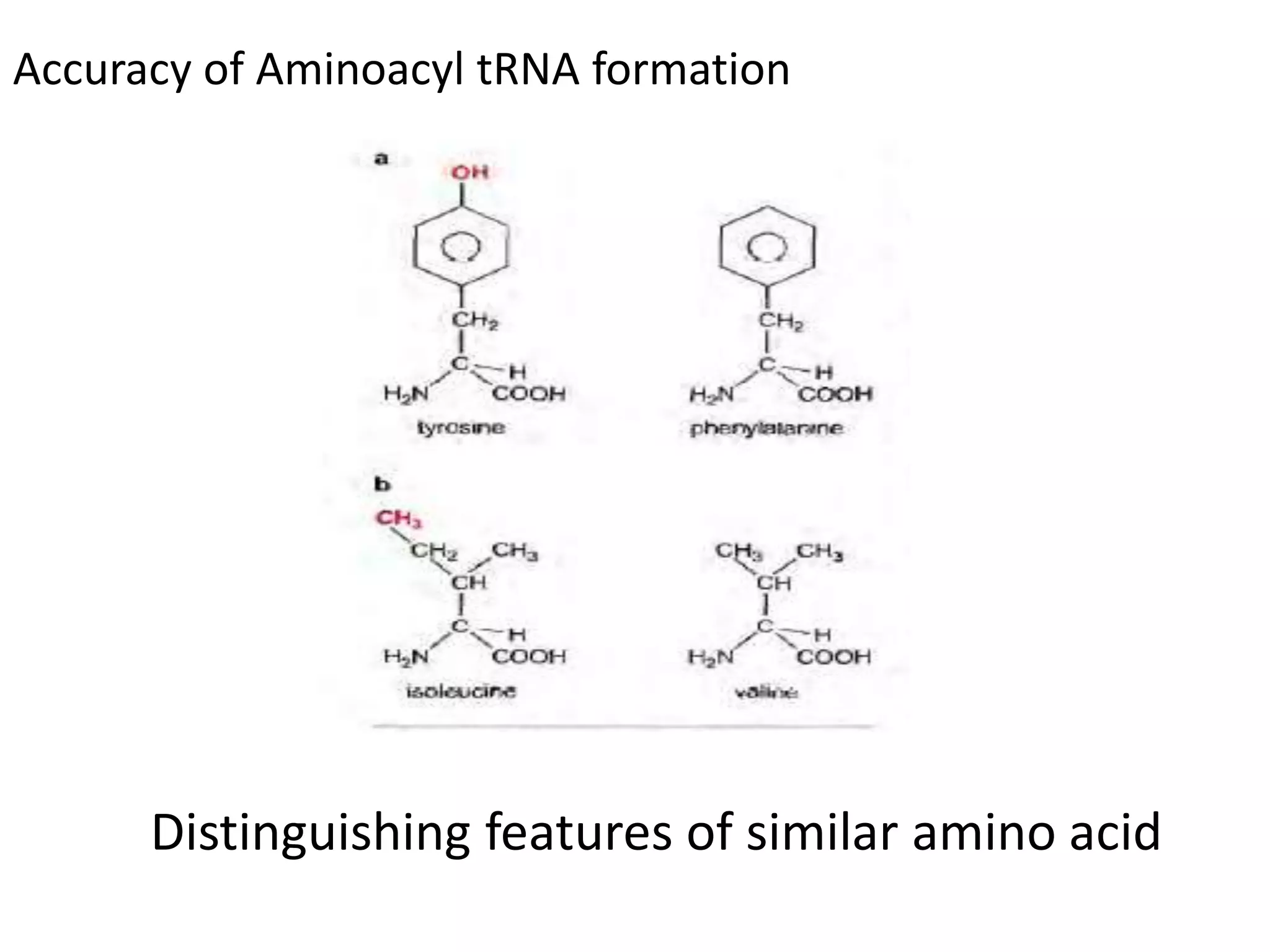 Aminoacyl tRNA synthetase | PPTX