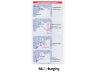 Aminoacyl tRNA synthetase | PPTX